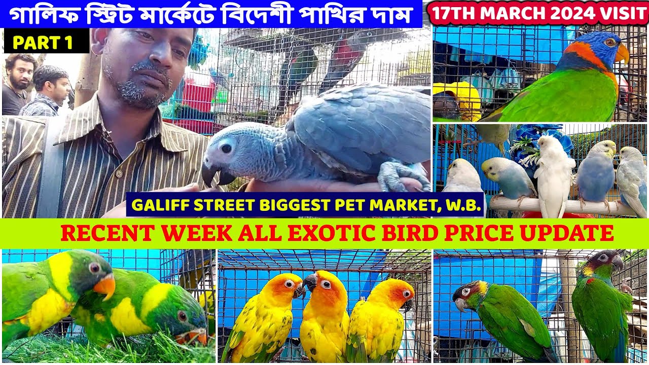 Recent Week All Exotic Bird Price Update|गालिफ़ स्ट्रीट सब से बड़ा बर्ड ...