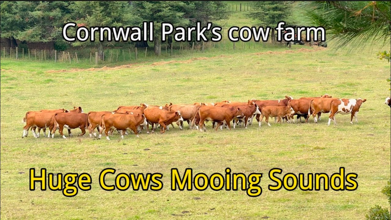 Huge cows mooing sounds in Cornwall Park farm ！- cow mooing sounds ...