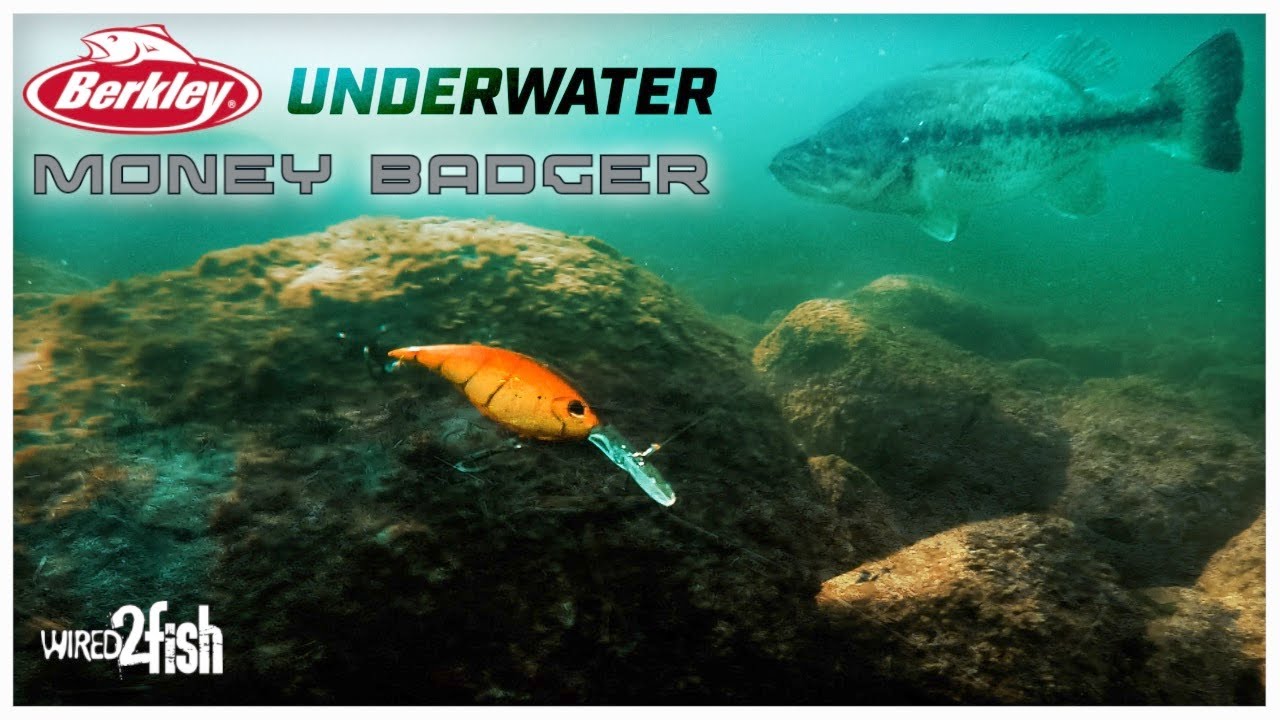 🎥 Berkley Money Badger Underwater Action Video‼️ - YouTube