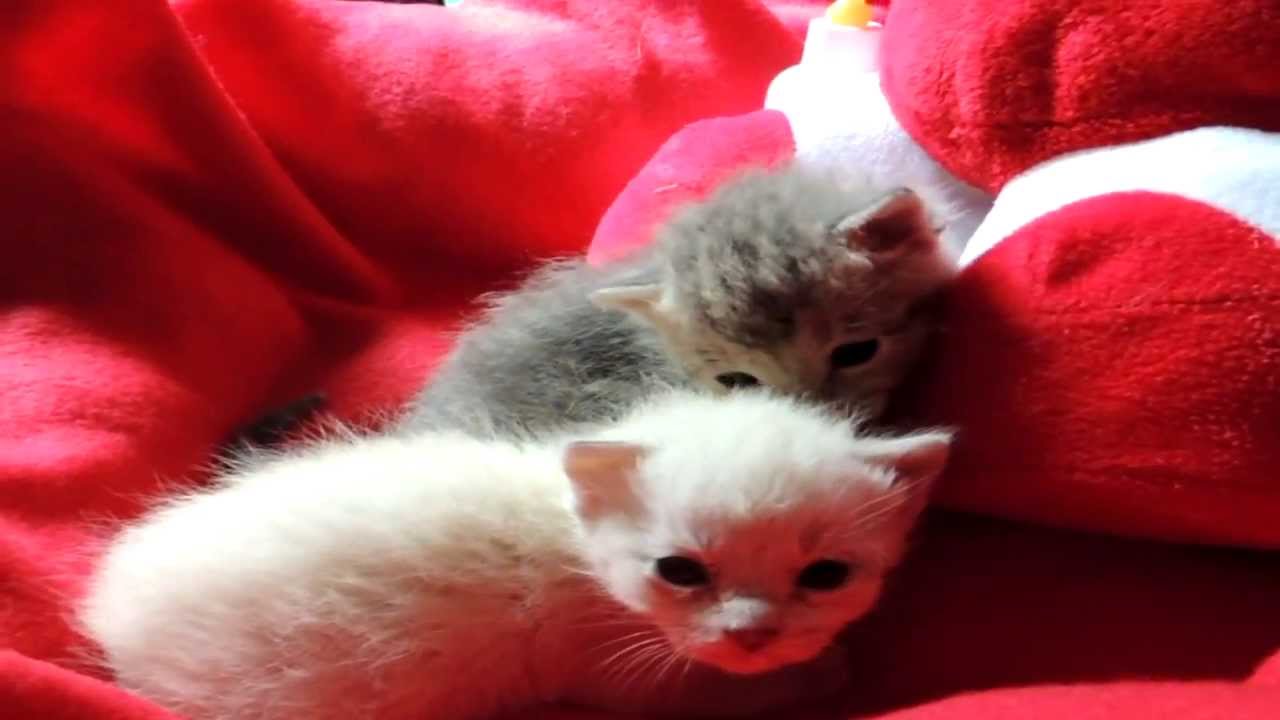 2 Weeks old Kitten on the Bottle - YouTube