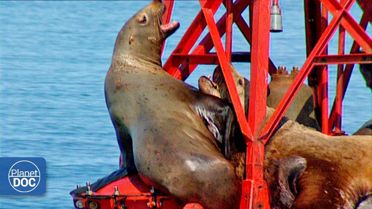 Wild Alaska. Part 4 - YouTube