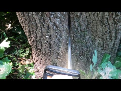 A unique way to cut a double walnut tree down #mobilefriendly # ...