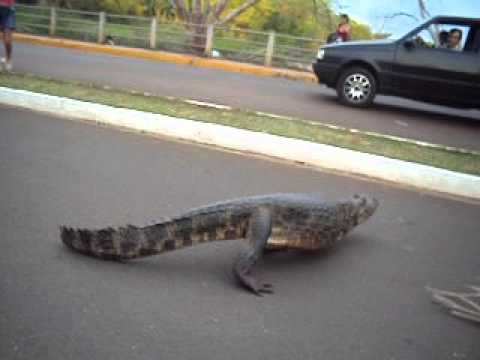 Jacaré sem uma das patas. - YouTube