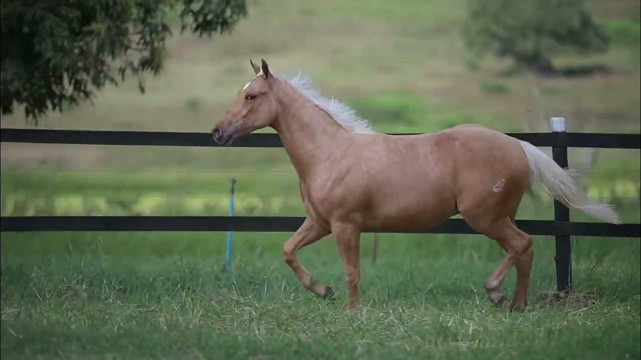 LOTE 021 - DON JUAN STEEL GPC - 5º LEILÃO GPC VIP - YouTube