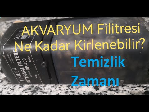 How dirty can an aquarium filter get?