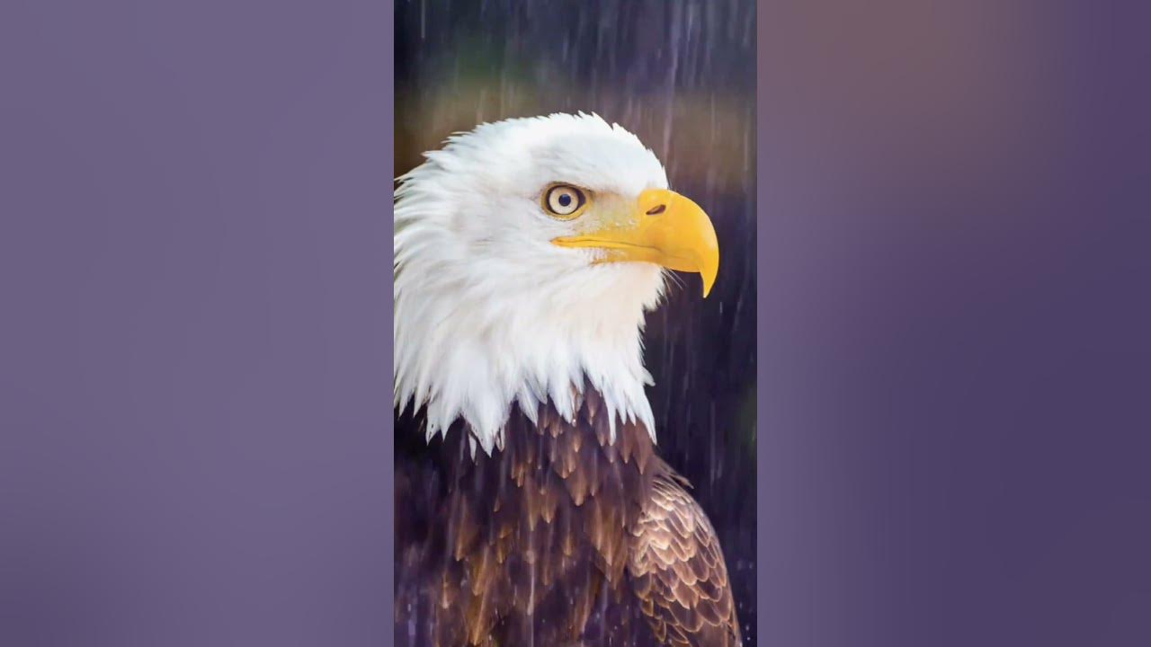 بكفي طريقي بجنح مكسور ومابنتظر من حدا جبرو ولابوقف بوج الدنيا عصفور انا ...