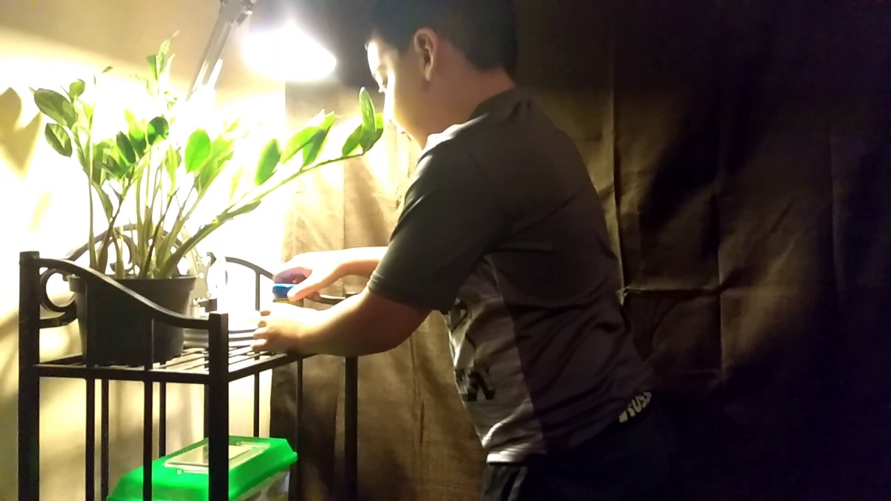 Frog/transformer :) - YouTube