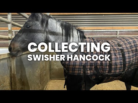 Ground collection semen with our senior stallion, Swisher Hancock