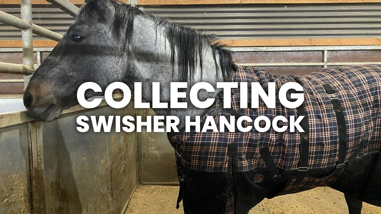 Ground collection semen with our senior stallion, Swisher Hancock - YouTube