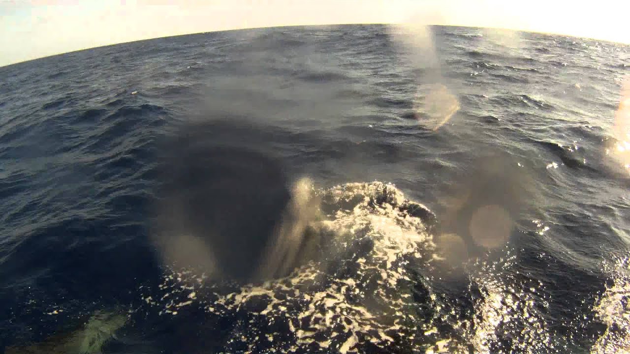 Okinawa Dolphin pods visit our boat on a deep sea fishing trip. - YouTube