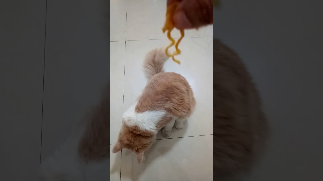 Anggora Menkun mix funny cat love kucing lucu persia turki kitten ...