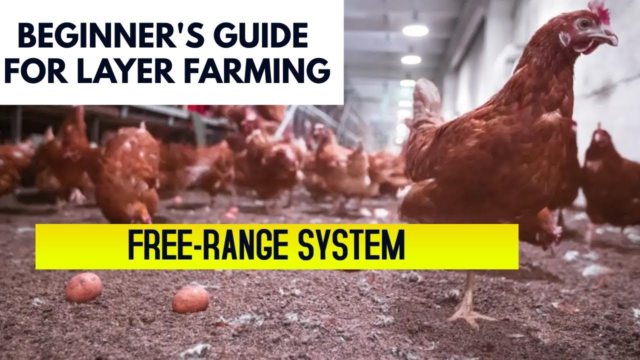 Beginner's Guide for Layer Chickens | Free range - YouTube