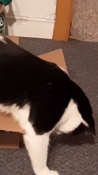 *boing* Cat in a box - YouTube