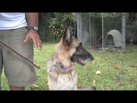 How to Approach an Unfamiliar Dog - YouTube