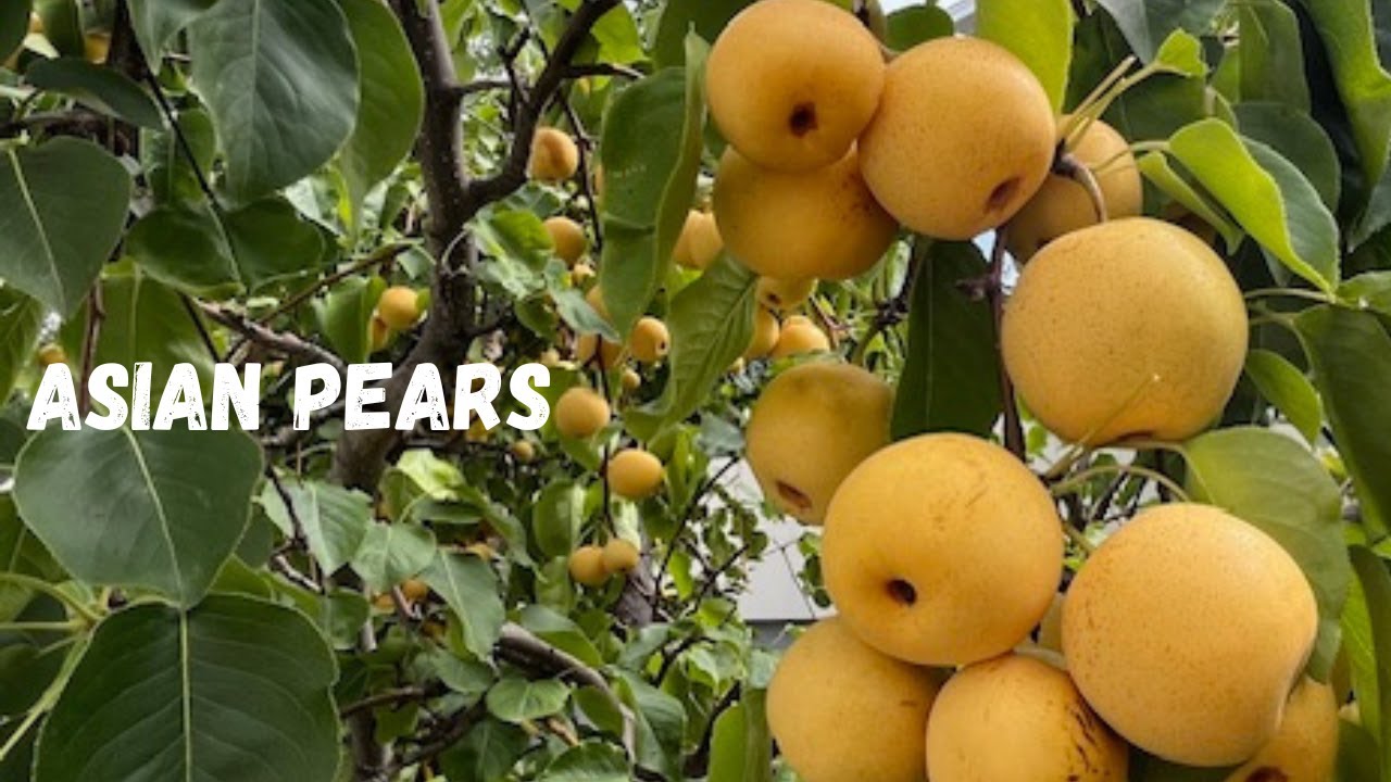 A look at my Asian Pear harvest in my suburban orchard; Vlog #337 - YouTube