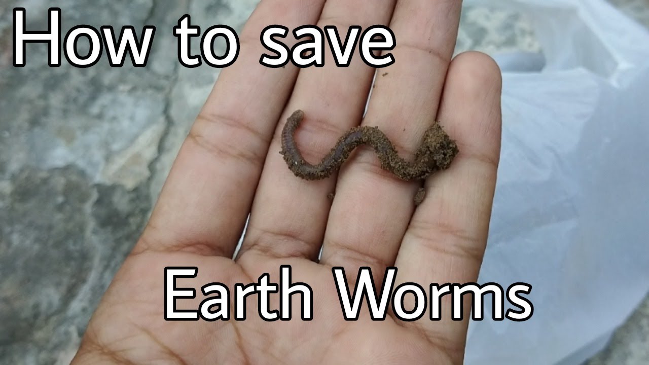 How to store Earth worms for making Vermicompost/Gardening Tricks And ...