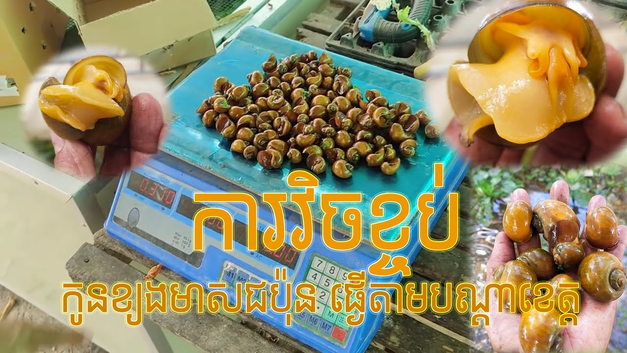 ការវិចខ្ចប់ កូនខ្យងមាសជប៉ុន ផ្ញើតាមបណ្តាខេត្ត. Packing Snail - YouTube
