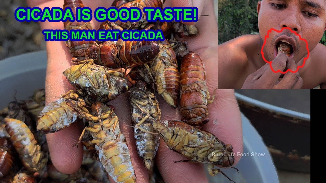 NATURAL CICADA IS GOOD TASTE | cooking natural cicada in rural villages ...