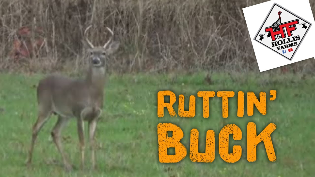 Ruttin’ Buck at Hollis Farms - YouTube