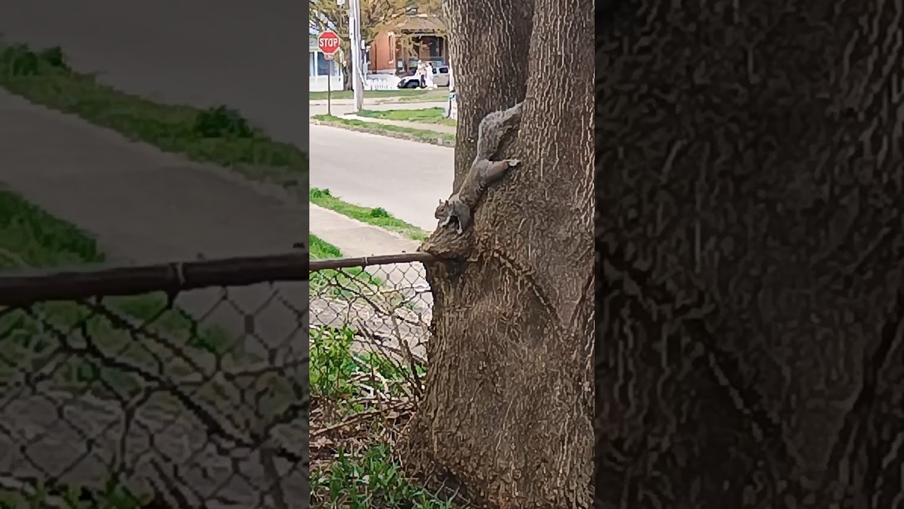 It's A Squirrels Life Mini Doc - YouTube