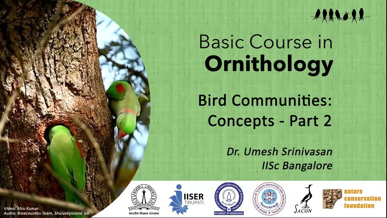 Bird Communities: Concepts - Part 2 - YouTube
