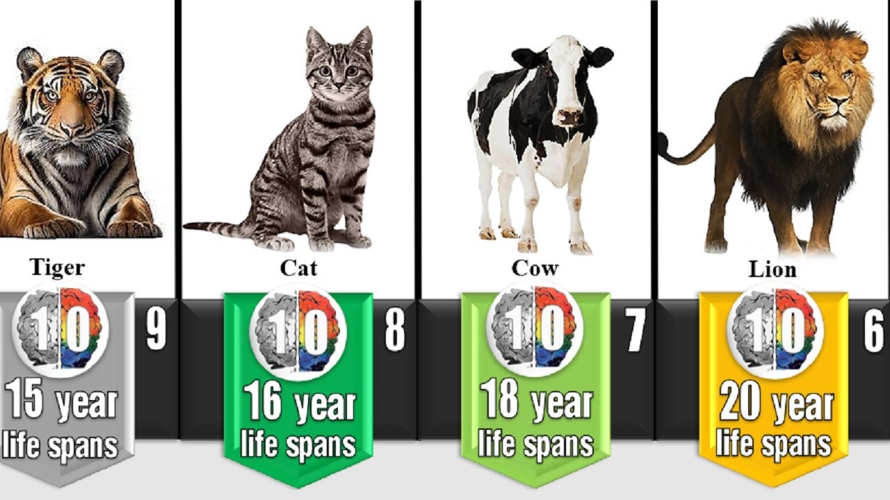 Top 10 average life span between animals [2023] - YouTube