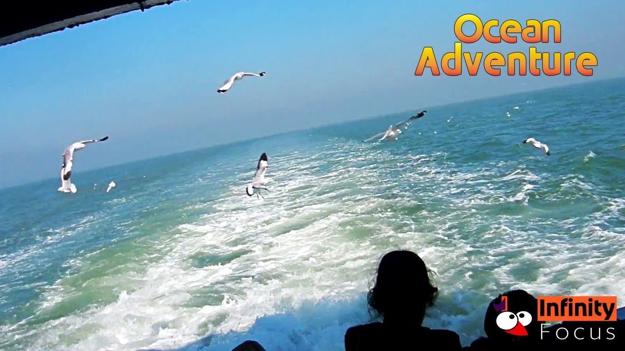 Sea Creature Adventure on Vacation - Sea World Ocean Adventure - CRUISE ...