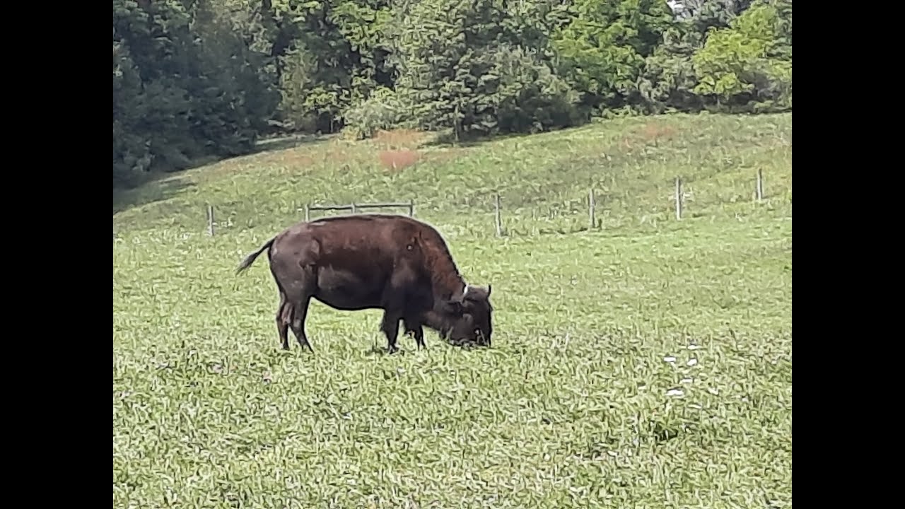 7a Wild Wind Buffalo Preserve - YouTube