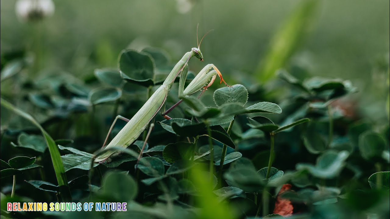 Relaxing sounds, The sound of the mantis rustling its body #Mantis ...