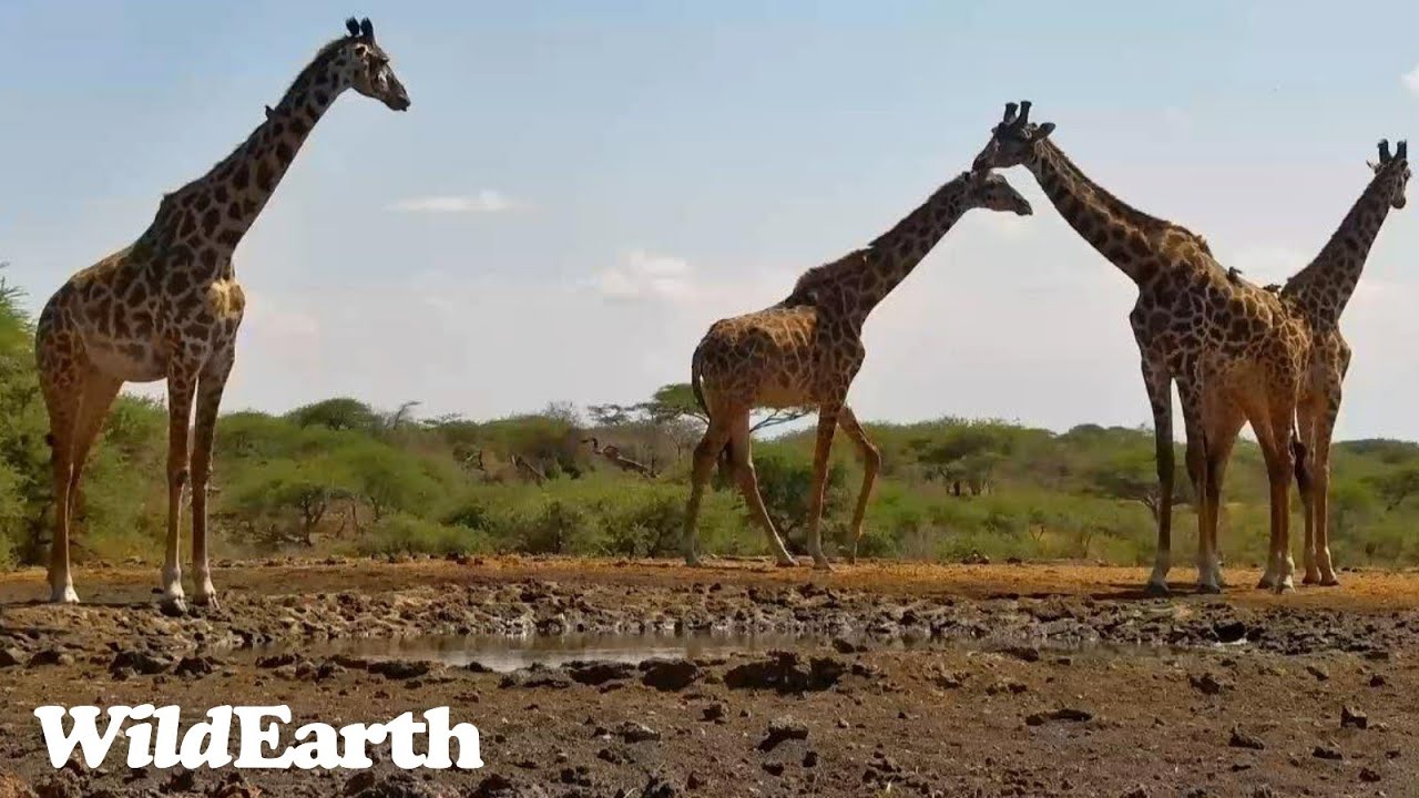 WildEarth - Live at the Waterhole 11 October 2023 - YouTube