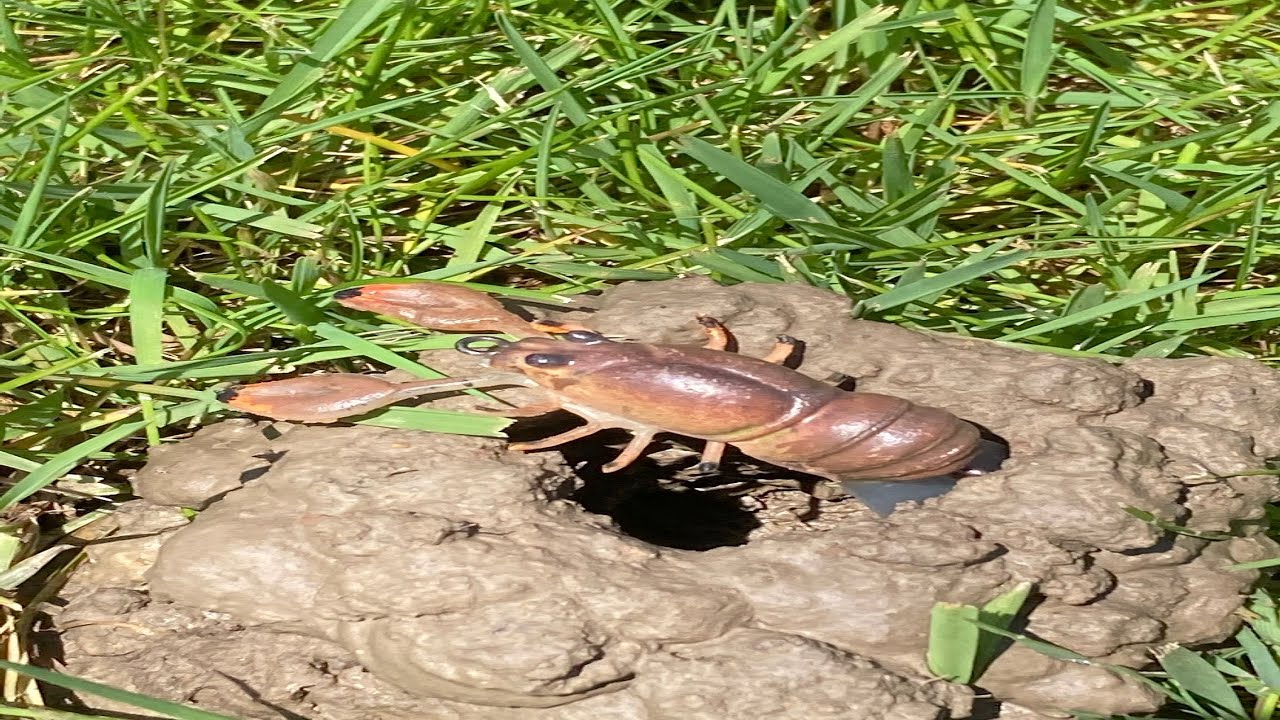 How To Make: Crawl Dad Lure - YouTube