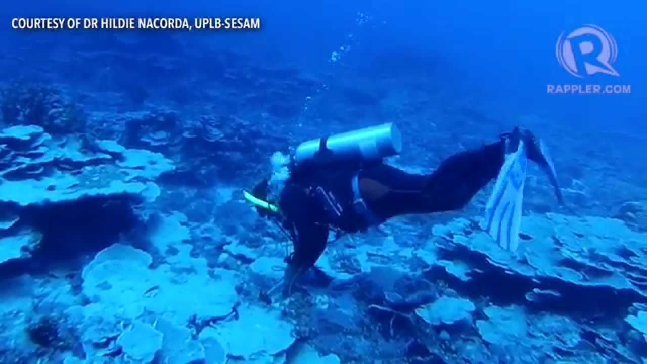Filipinos dive into Benham Rise for the first time - YouTube