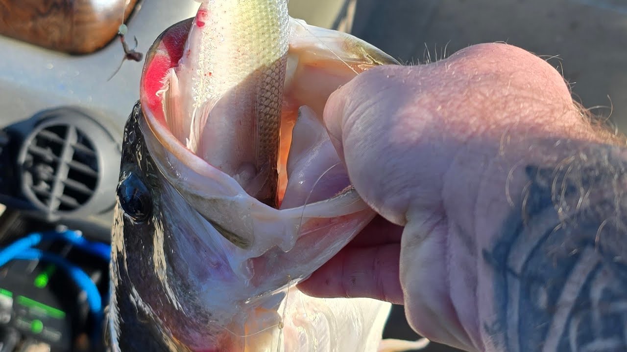 raw uncut fishing! new record number of caught fish in 1 livestream on ...