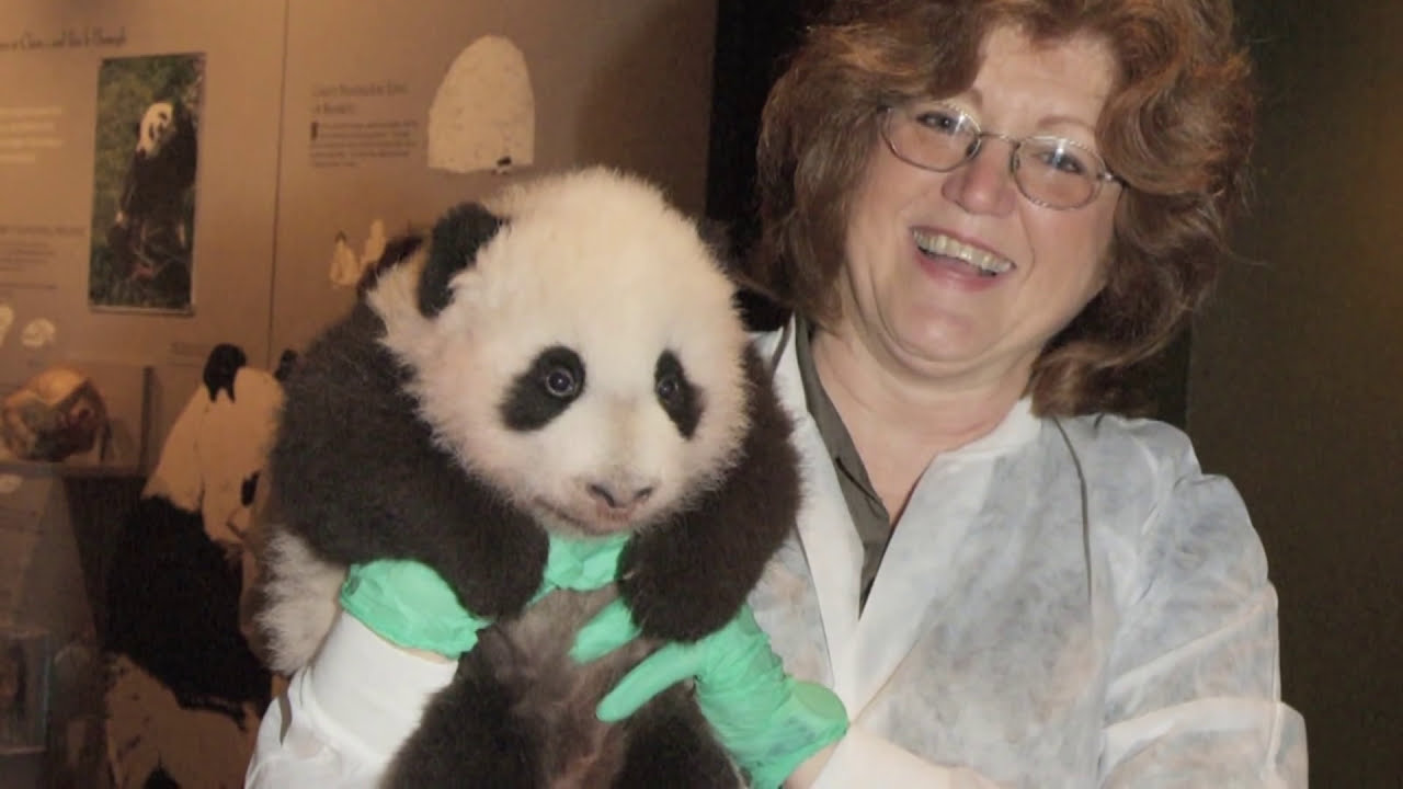 Leopard Lifesaver: Smithsonian Scientist JoGayle Howard - YouTube