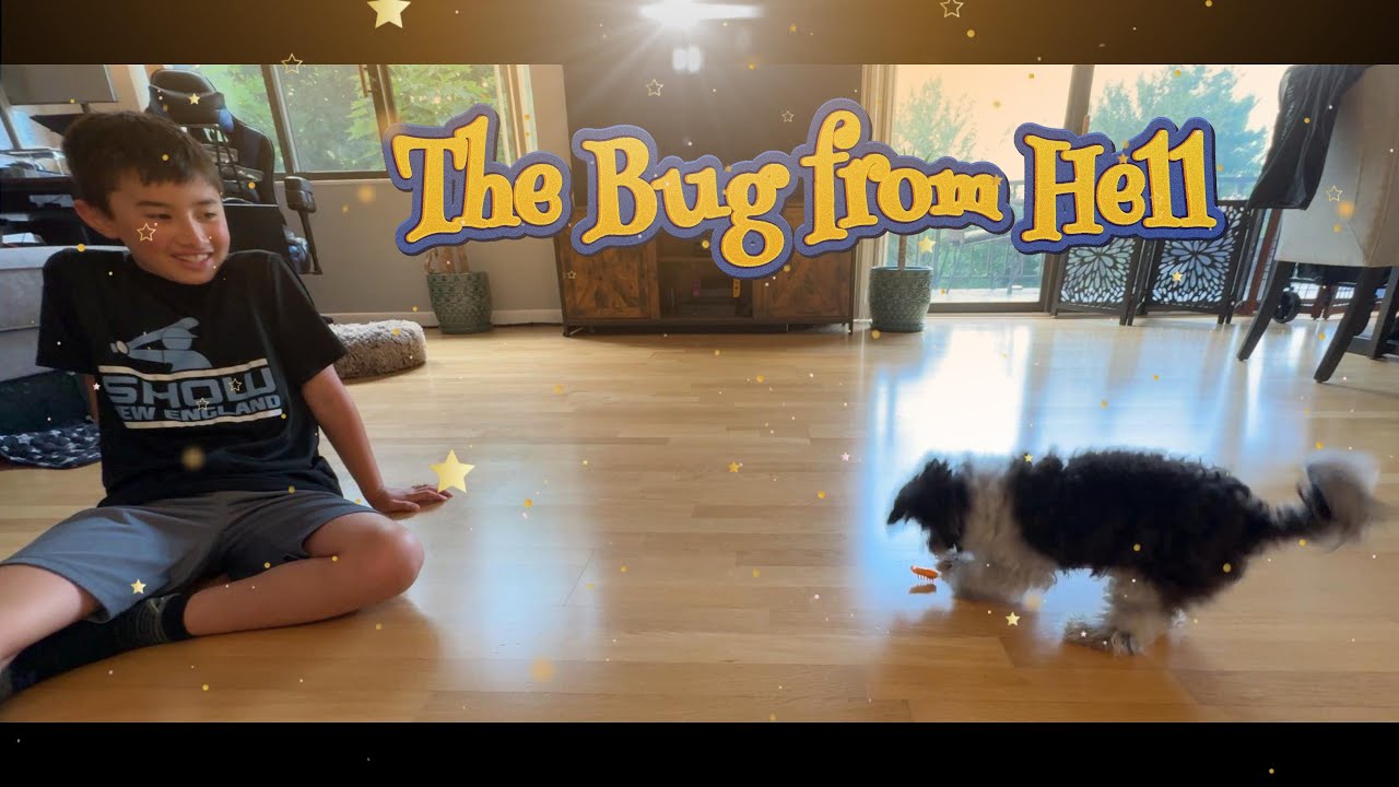 Jacob, MopMop the Yorkie-Poo, and the Bug from Hell - YouTube