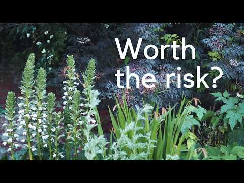 The best garden thugs - and one to avoid!