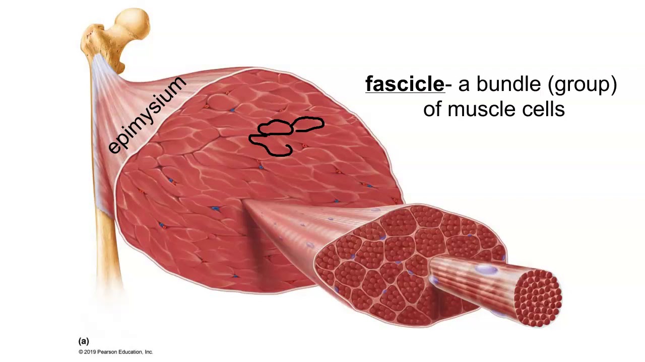 Layers Of Connective Tissue In Skeletal Muscle YouTube Layers Of Connective Tissue In Skeletal Muscle YouTube