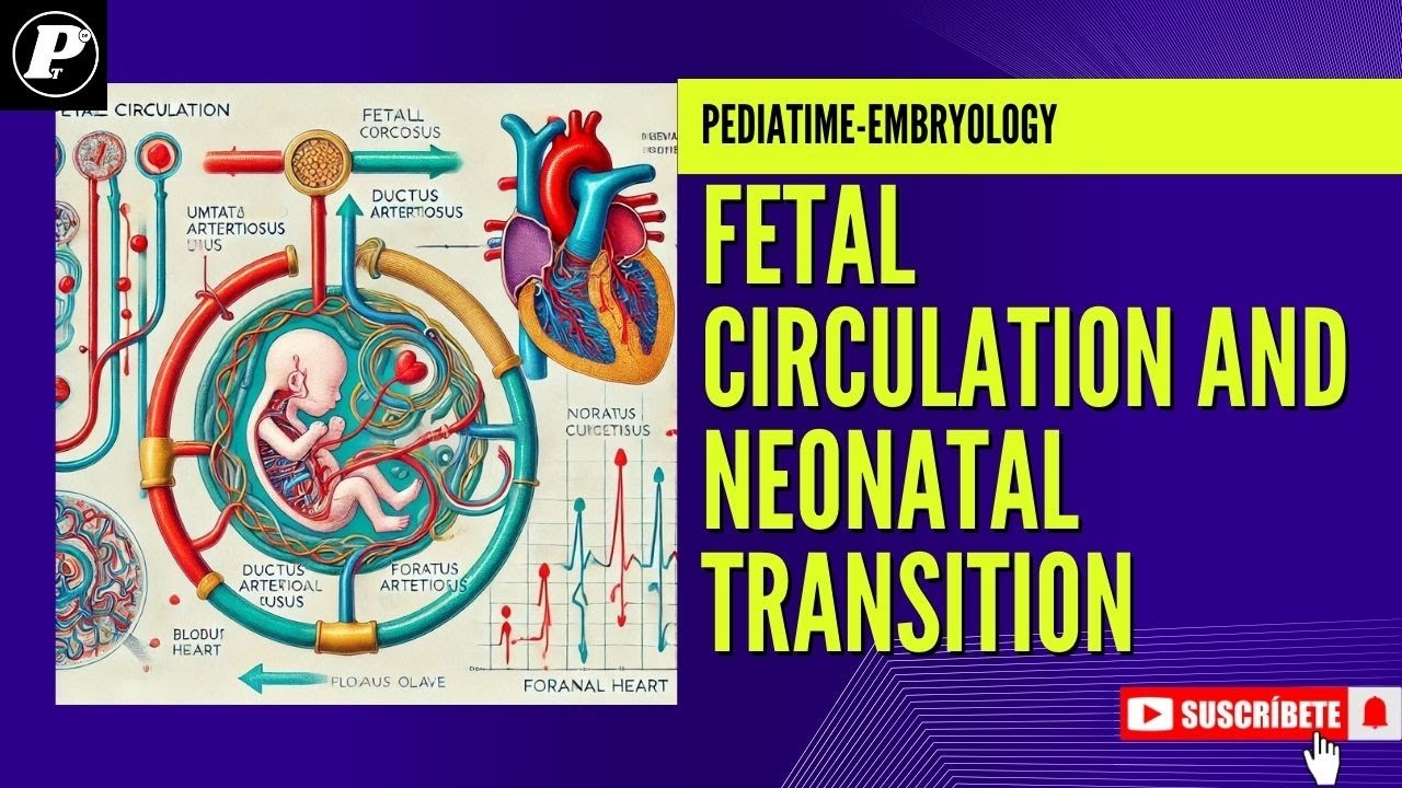 Fetal Circulation and Neonatal Transition | Pediatrics | Pediatime | Embriology - YouTube