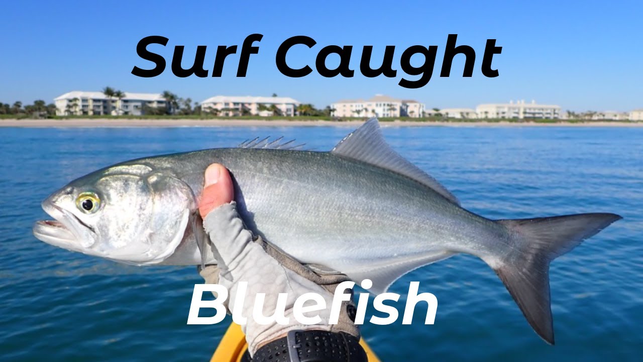 Get The Best Success With Bluefish - Surf Fishing - Complete Fishing ...