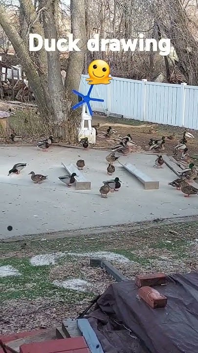 here is my attempt at drawing a duck,dont judge. #art#trying#duck# ...