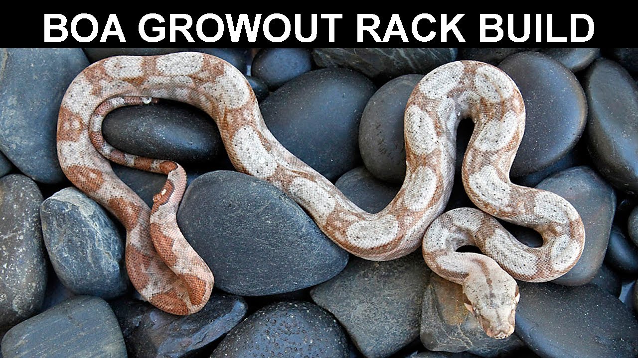 Boa Growout Rack Build - YouTube