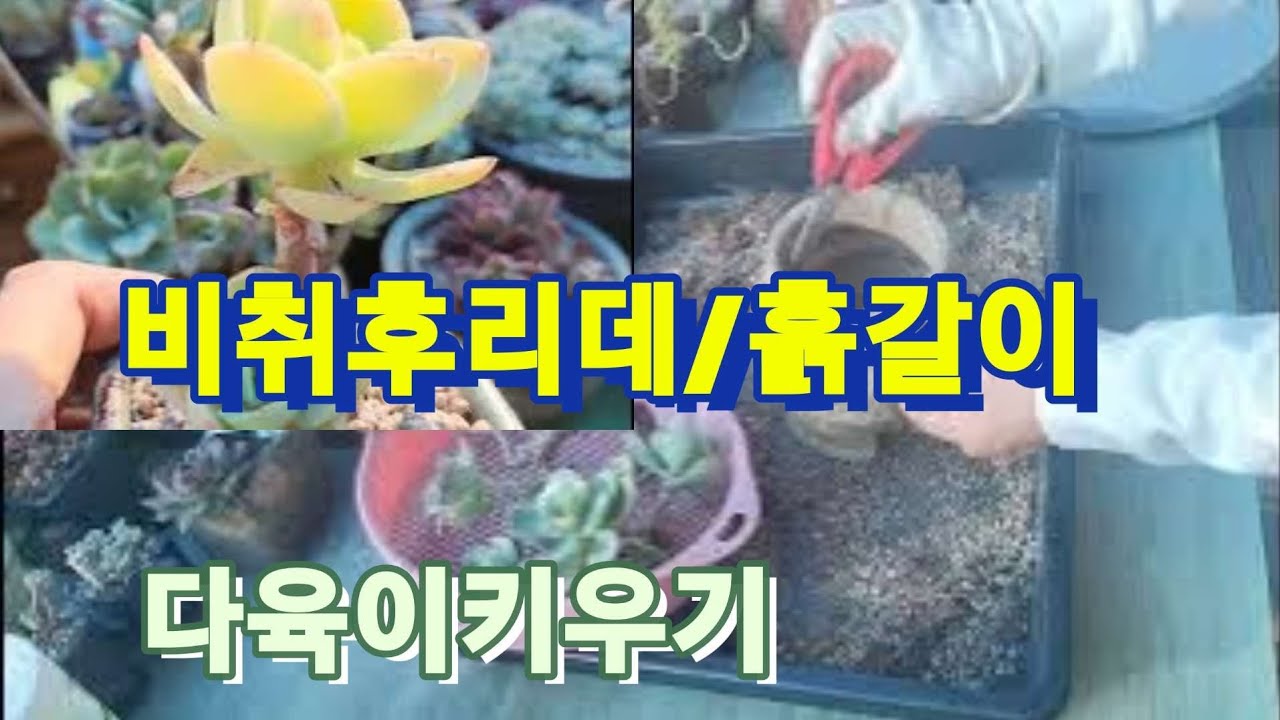 비취후리데 흙갈이 와 기존에 있던 자구와 합식 햇어요 힐링 多肉植物 Succulent 다육이농장 다육이분갈이 다육이
