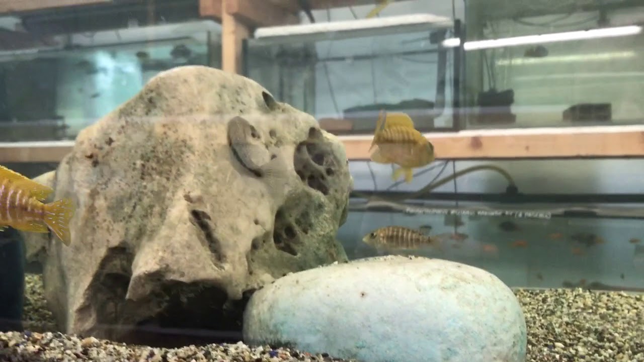 Mylochromis Plagiotaenia Mvunguti - YouTube