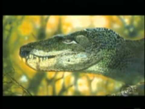 Baurusuchus na região de Jales e General de Salgado - YouTube