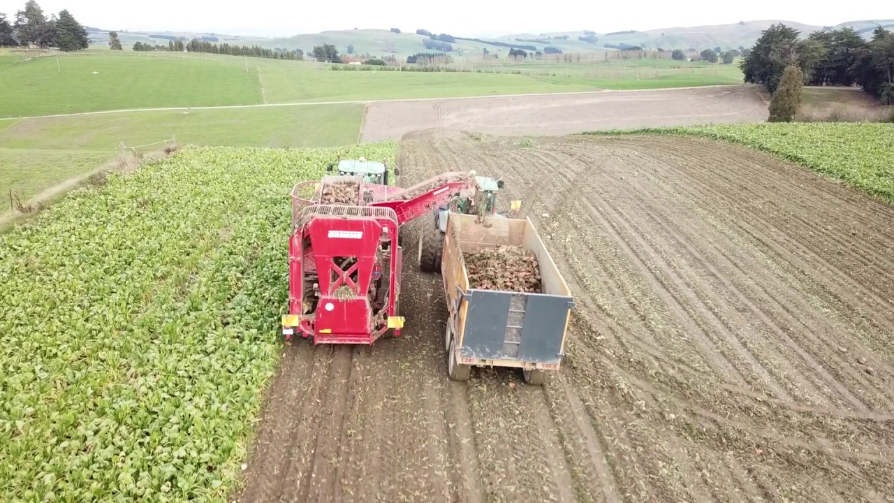 Fodder Beet Harvesting - YouTube