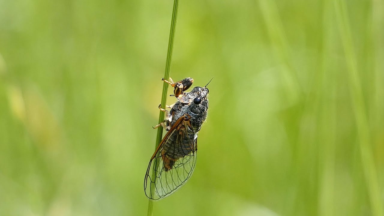 Cikáda chlumní (Cicadetta montana) - YouTube