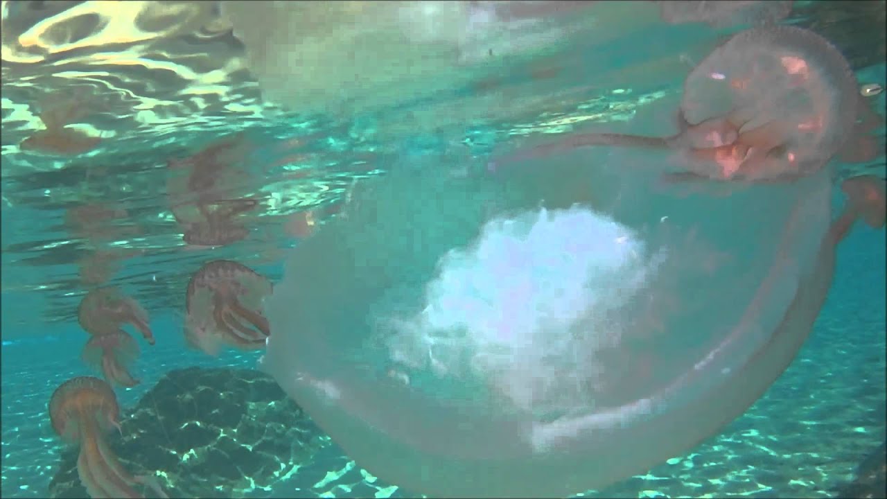 Méduse Lune Aurelia Aurita - YouTube