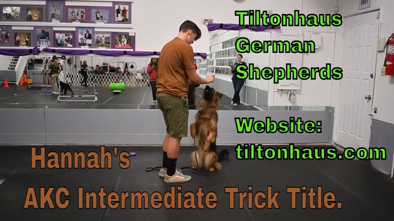 Hannah vom Tiltonhaus, earned her "AKC Intermediate Trick Title". - YouTube