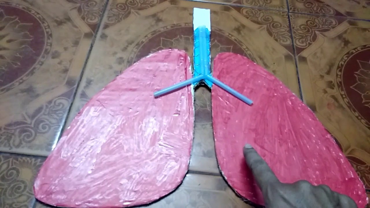 How to make lungs model - YouTube