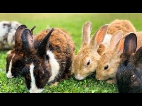 Cute Animal Rabbits as Pets Video | Rabbit Farming in India | Indian ...